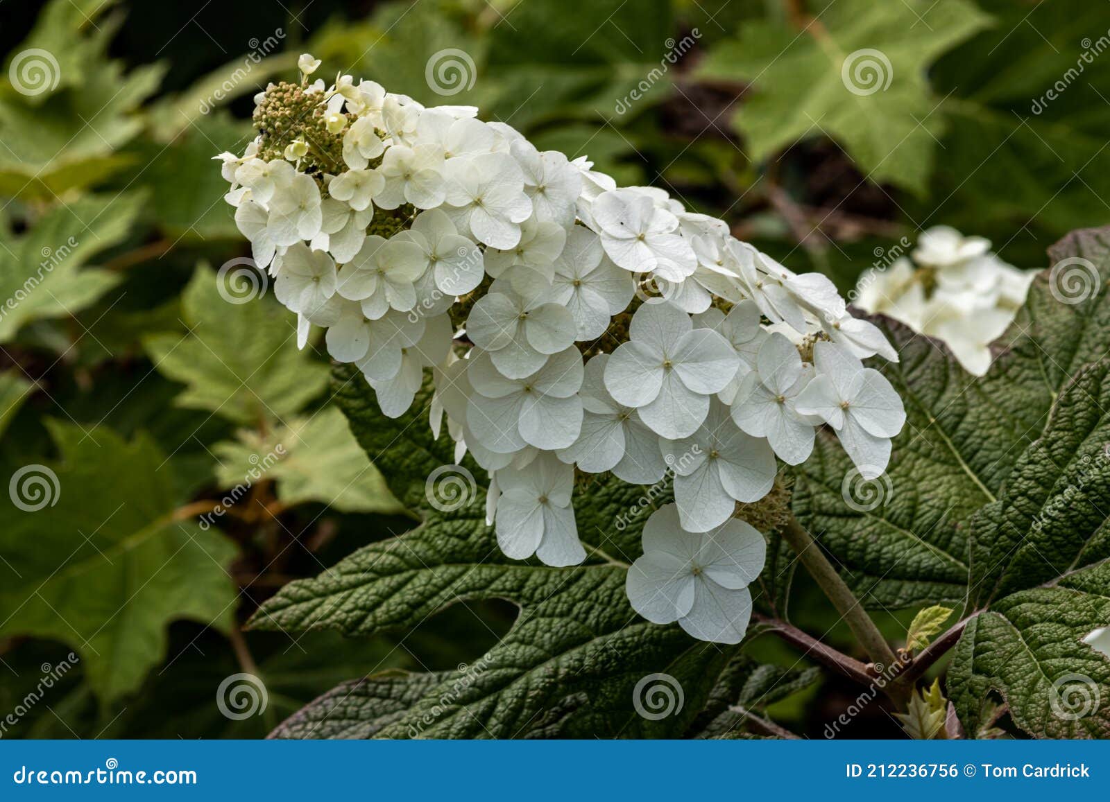 Hydrangea Quercifolia Harmony Stock Photo - Image of closeup, green ...