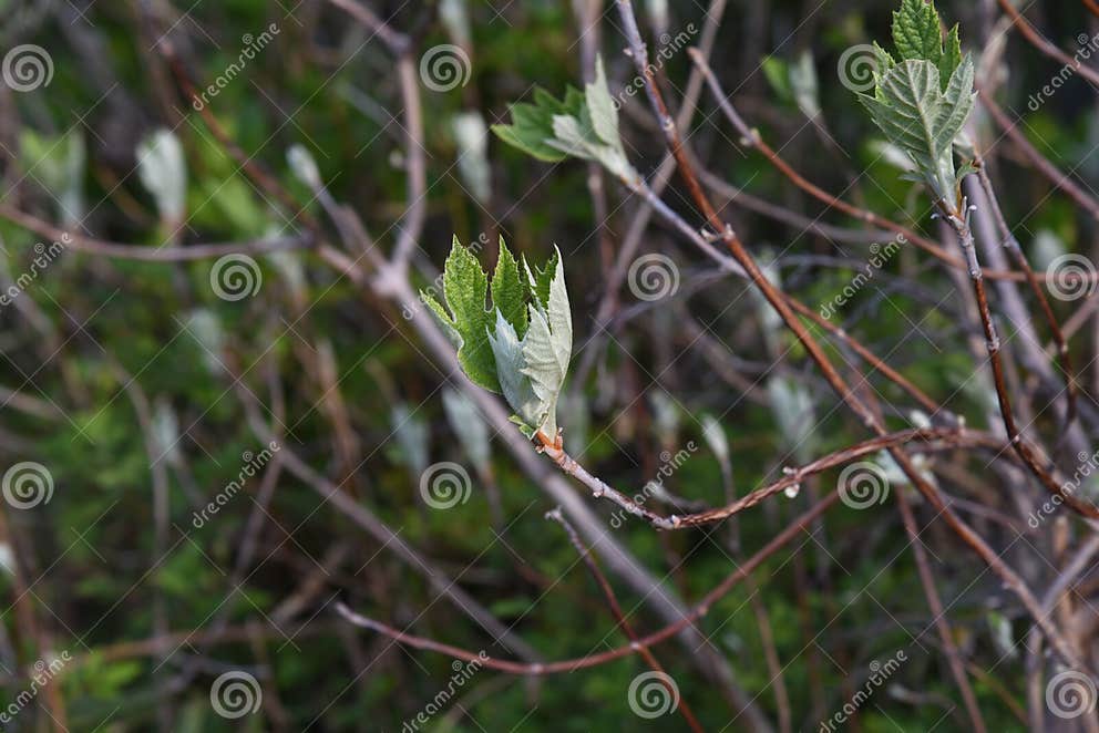 Hydrangea Quercifolia Sprouts Stock Image - Image of shoots, life ...