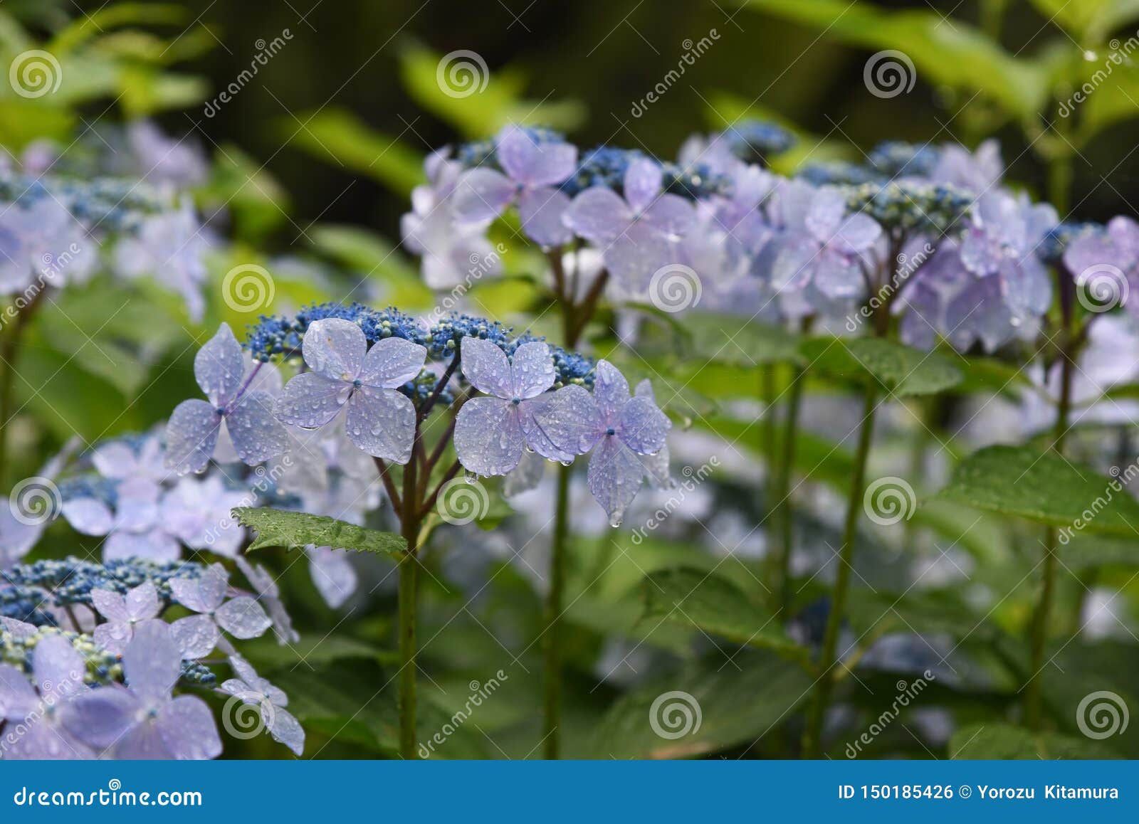 Hydrangea in the rain stock photo. Image of floral, color - 150185426