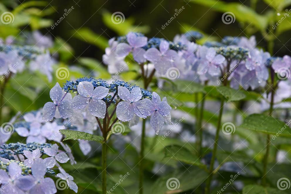 Hydrangea in the rain stock photo. Image of floral, color - 150185426