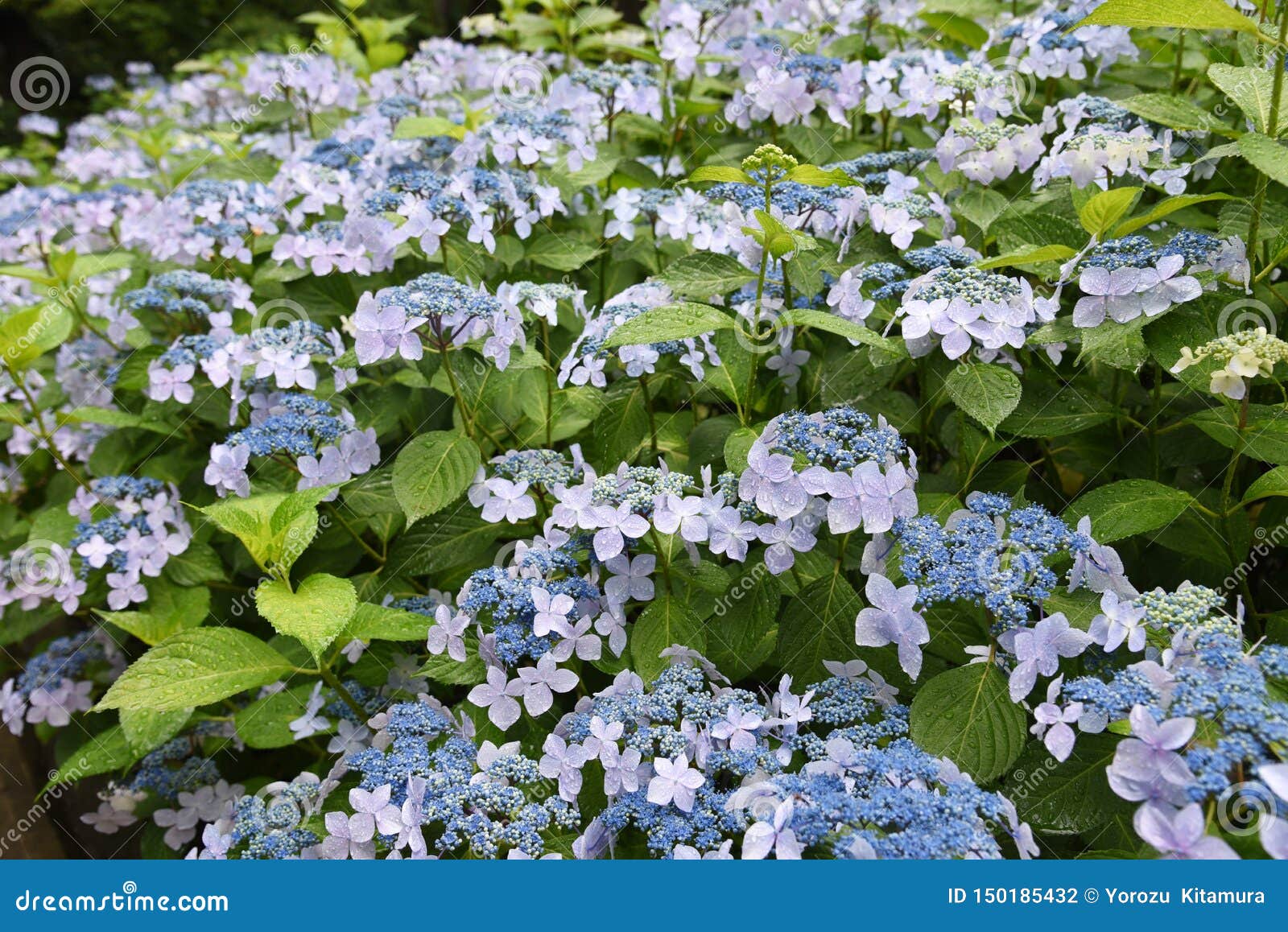 Hydrangea in the rain stock photo. Image of leaf, beautiful - 150185432