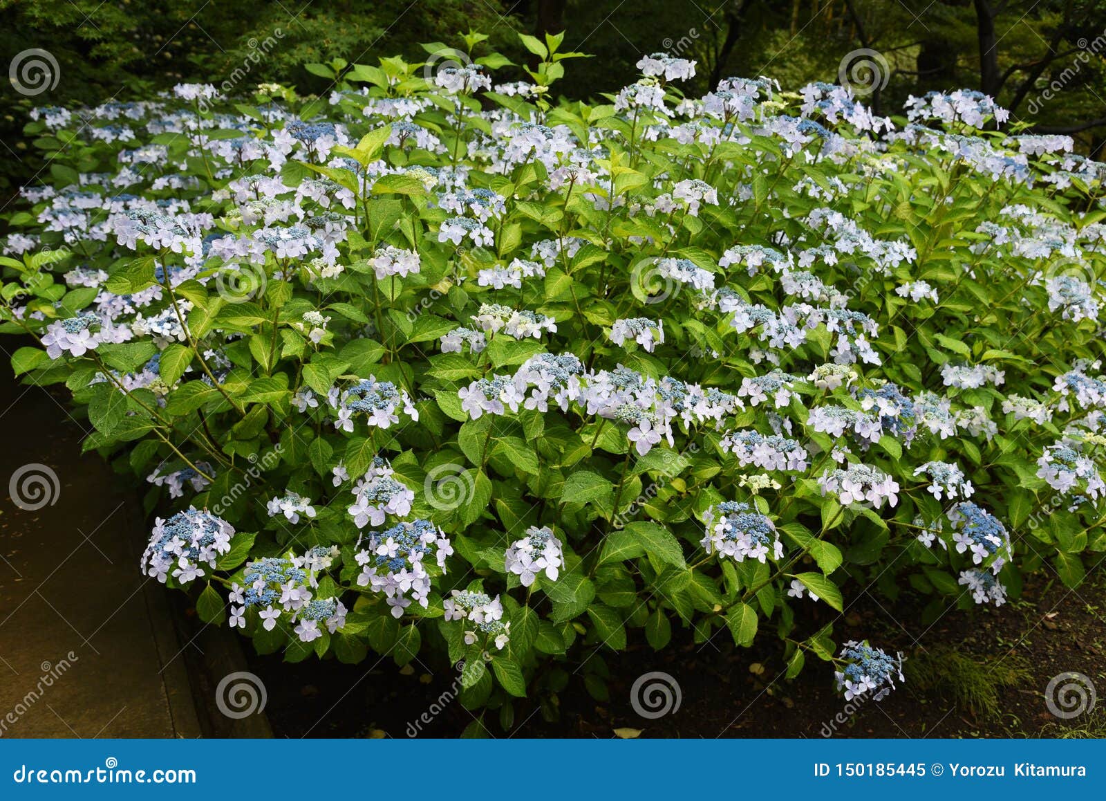 Hydrangea in the rain stock image. Image of drops, floral - 150185445