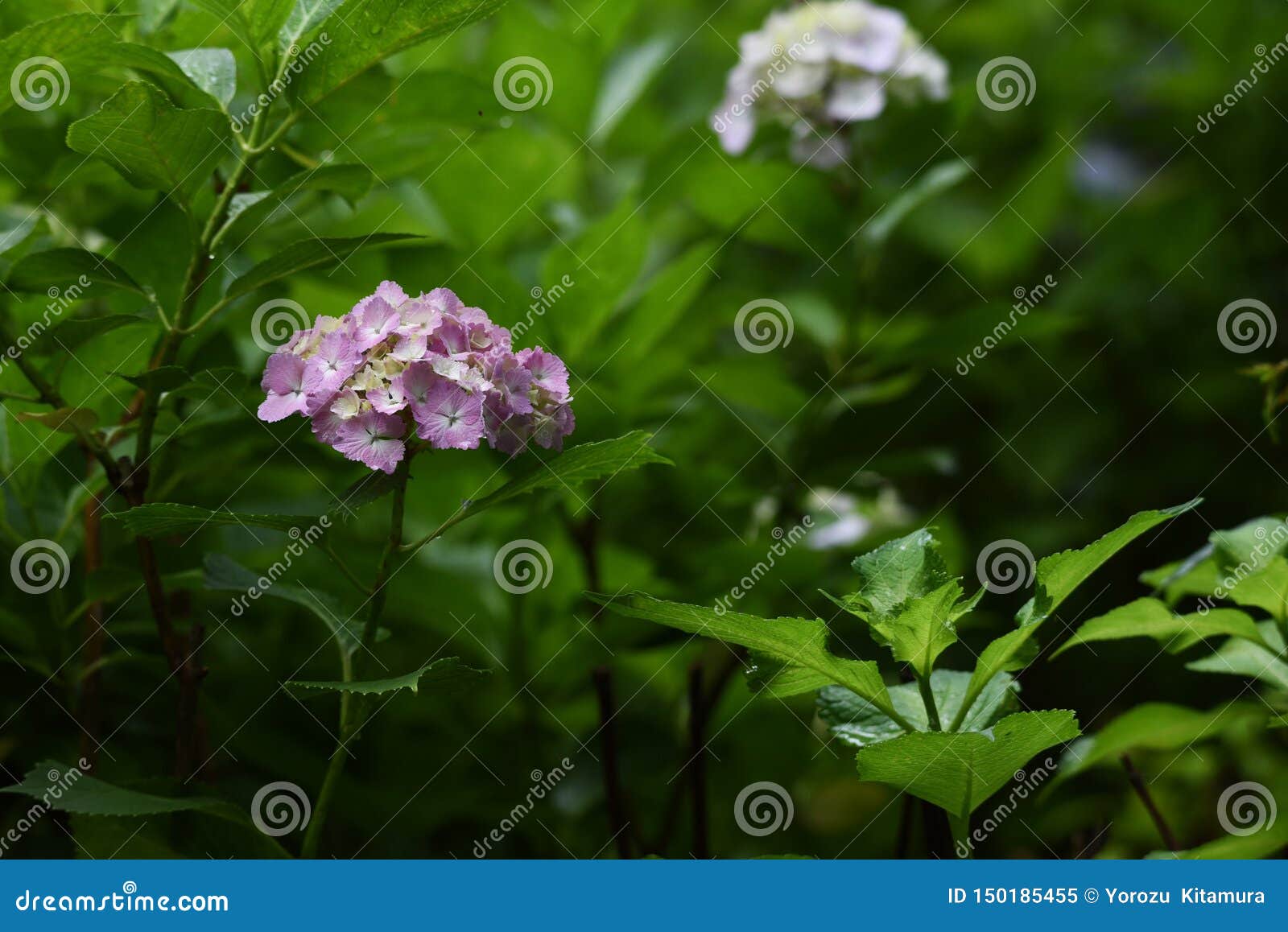 Hydrangea in the rain stock image. Image of flower, gardening - 150185455