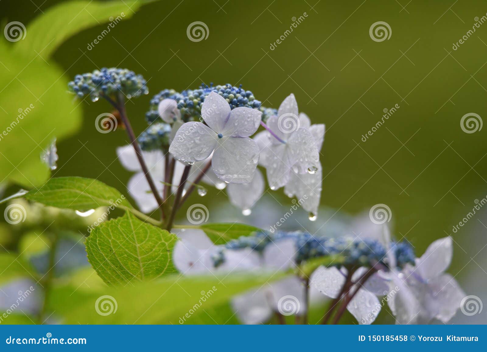 Hydrangea in the rain stock photo. Image of closeup - 150185458