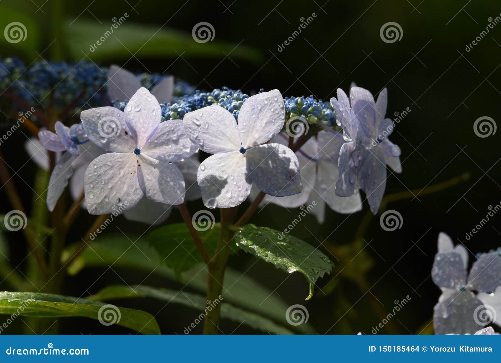 Hydrangea in the rain stock photo. Image of natural - 150185464
