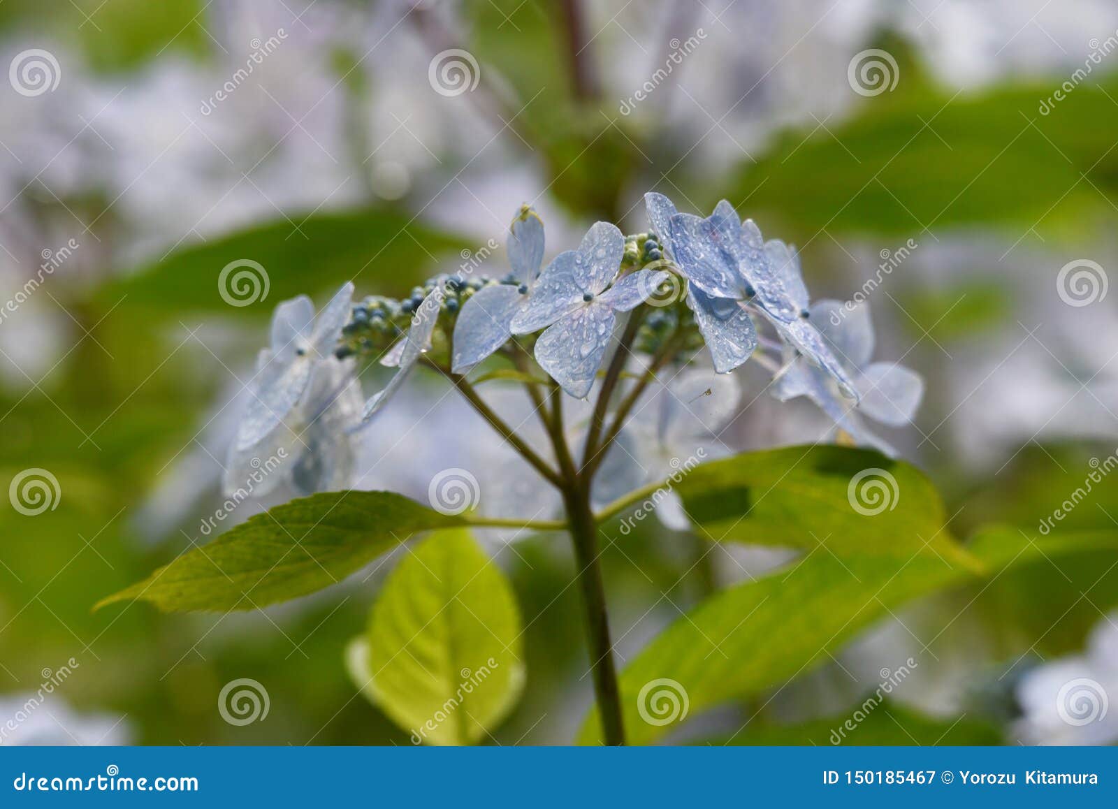 Hydrangea in the rain stock image. Image of nature, closeup - 150185467