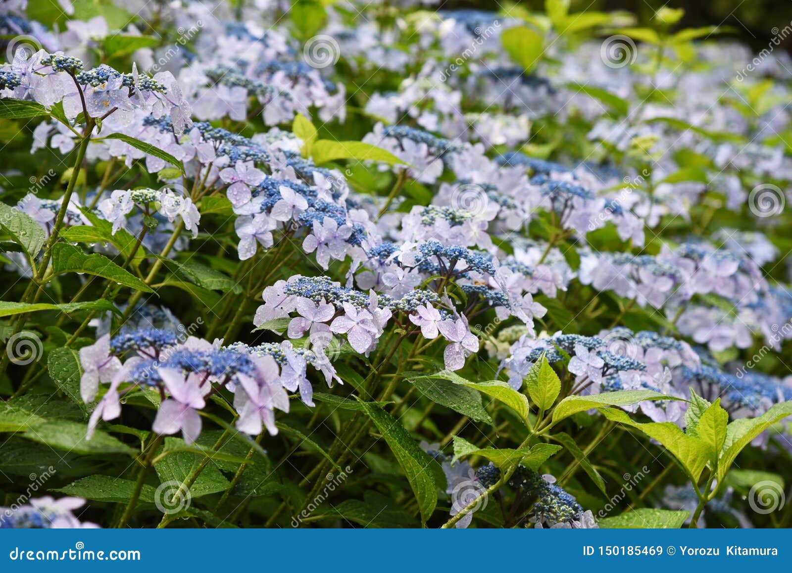 Hydrangea in the rain stock image. Image of nature, park - 150185469