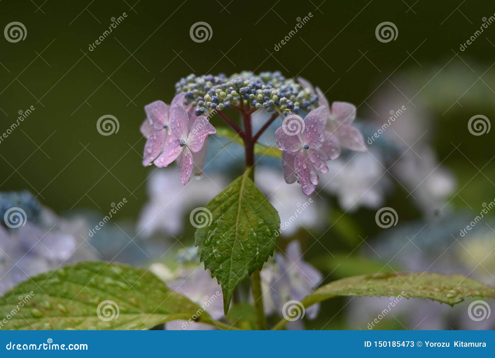 Hydrangea in the rain stock image. Image of natural - 150185473