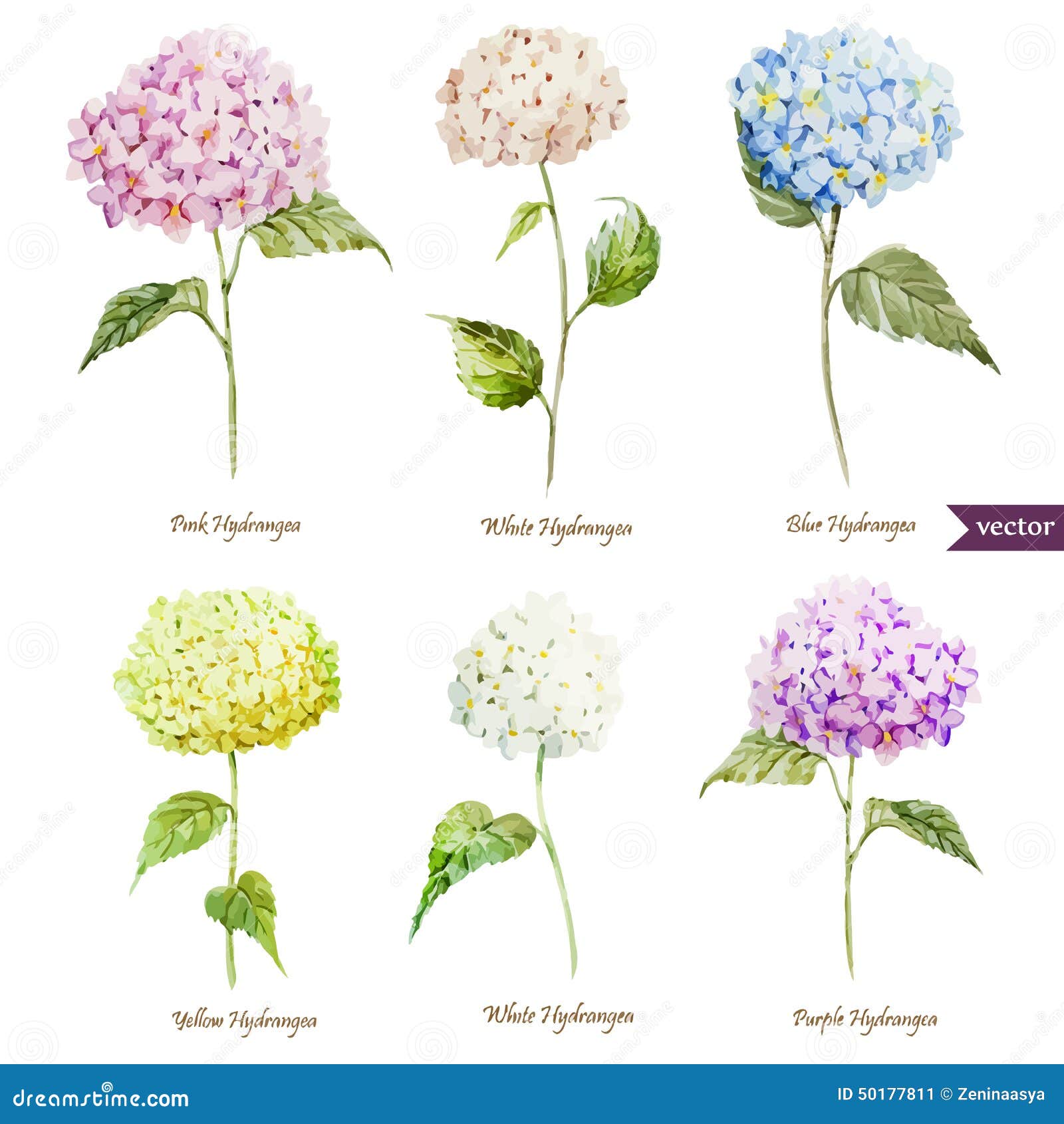 Hydrangea Cartoons, Illustrations & Vector Stock Images - 44062 ...
