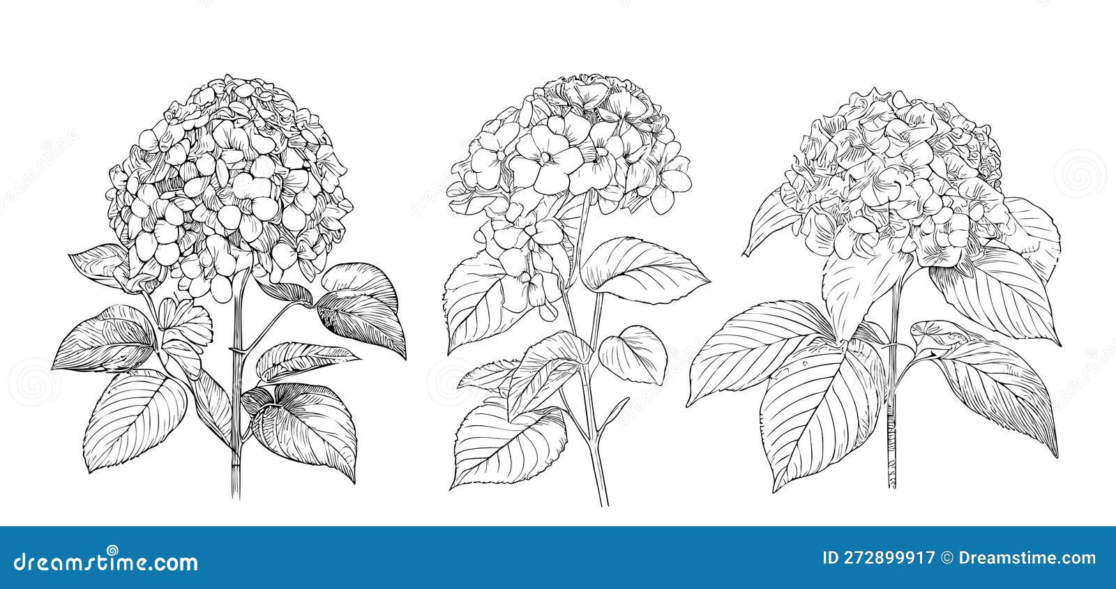 Hydrangea Set Sketch Hand Drawn in Doodle Style Vector Illustration Stock Image - Image of petal ...