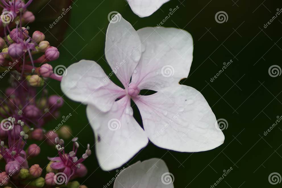 Hydrangea Single Flower stock photo. Image of nature - 56828776