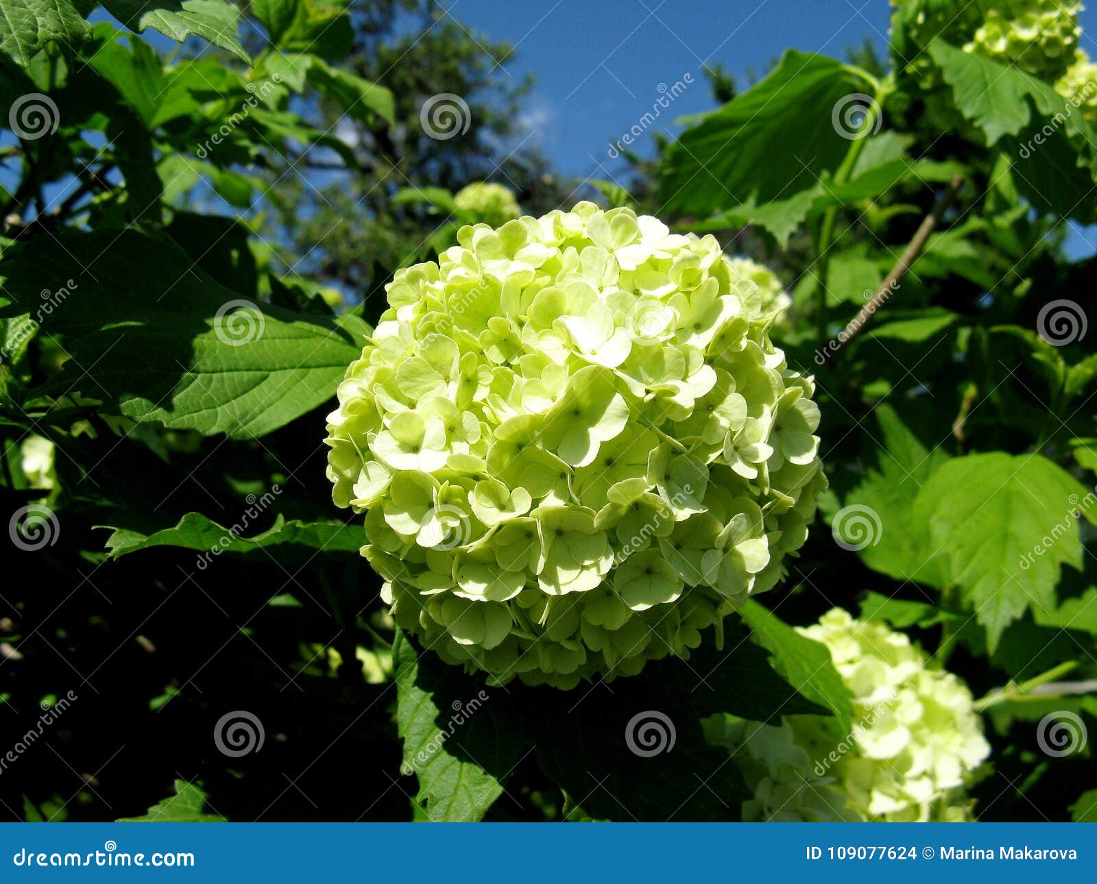 Hydrangea. Spring Flowering. Stock Photo - Image of bush, plant: 109077624