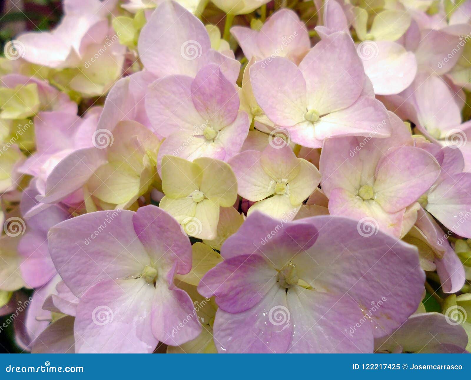 Hydrangea in Spring in the Garden Stock Image - Image of colorful ...