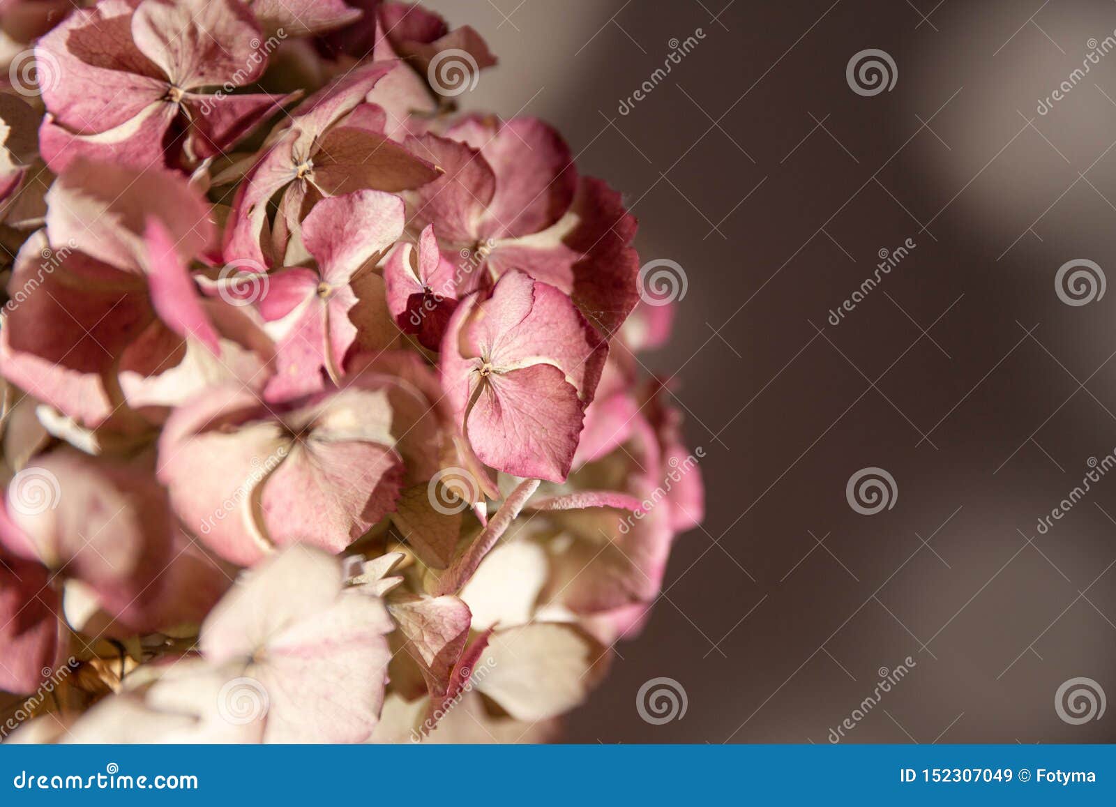 Hydrangea in sunset light stock image. Image of nature - 152307049