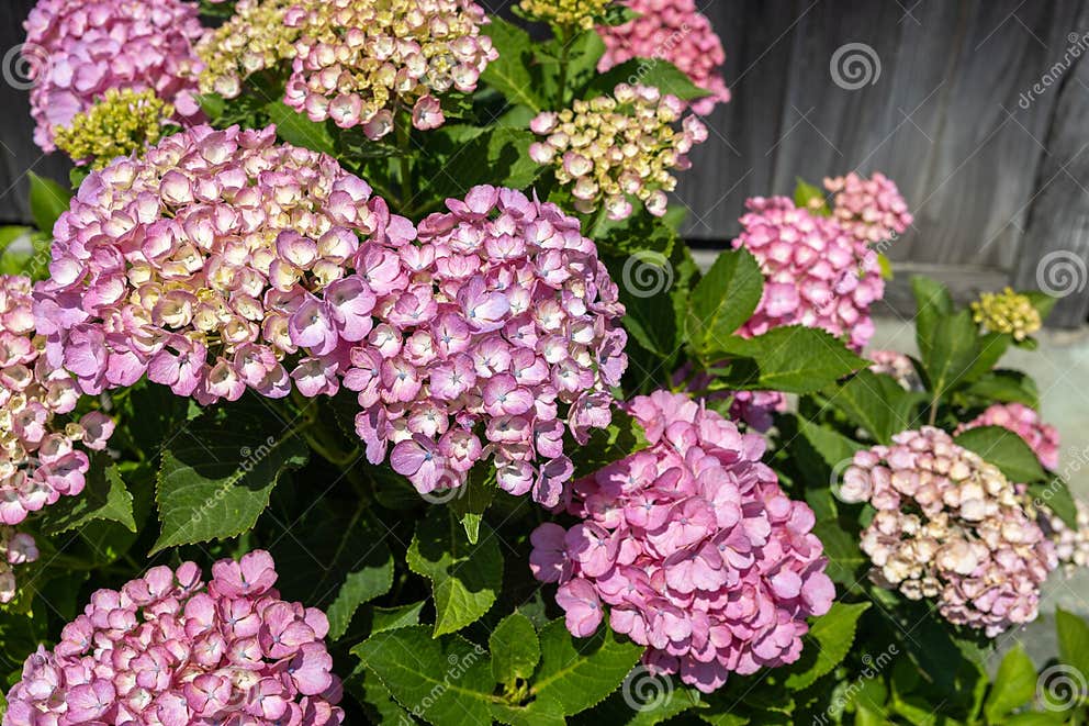 Pink Hydrangea Flowers in the Hydrangea Temple Blooming in Early Summer ...
