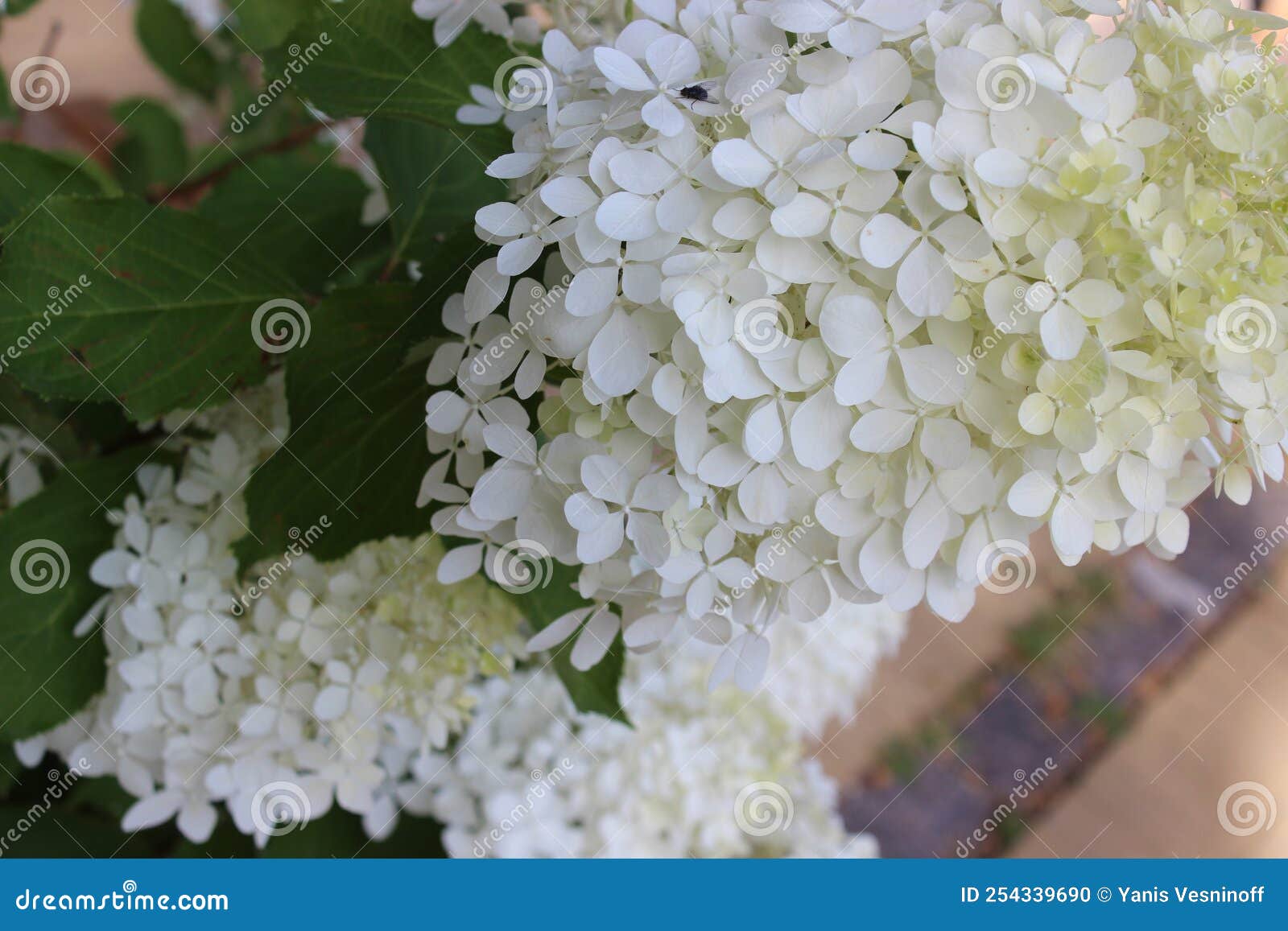 Hydrangea is tree-like stock photo. Image of magazines - 254339690