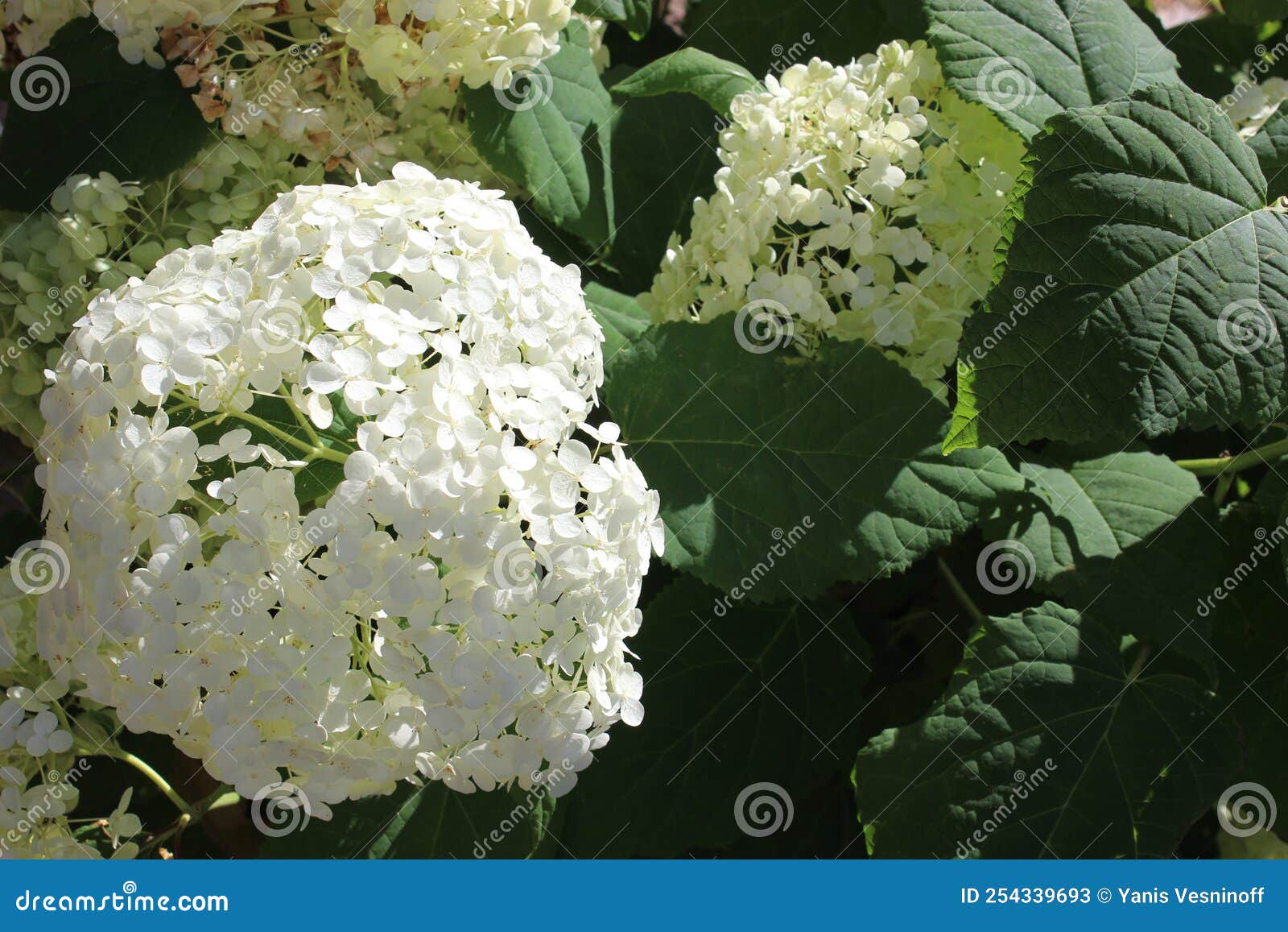 Hydrangea treelike stock image. Image of bouquet, produce - 254339693