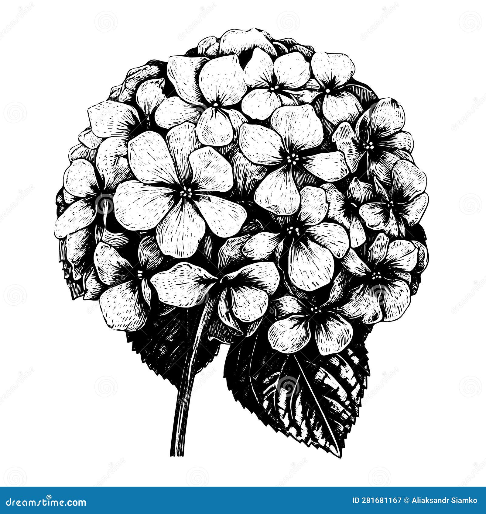 Hydrangea Vector Drawing. Isolated Hand Drawn, Engraved Style ...