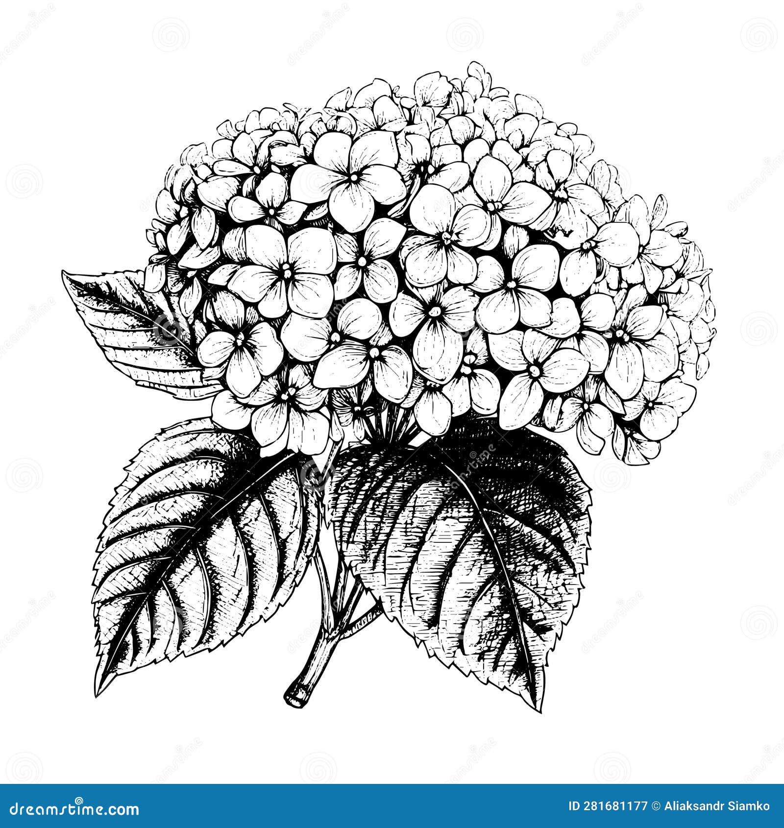 Hydrangea Vector Drawing. Isolated Hand Drawn, Engraved Style ...