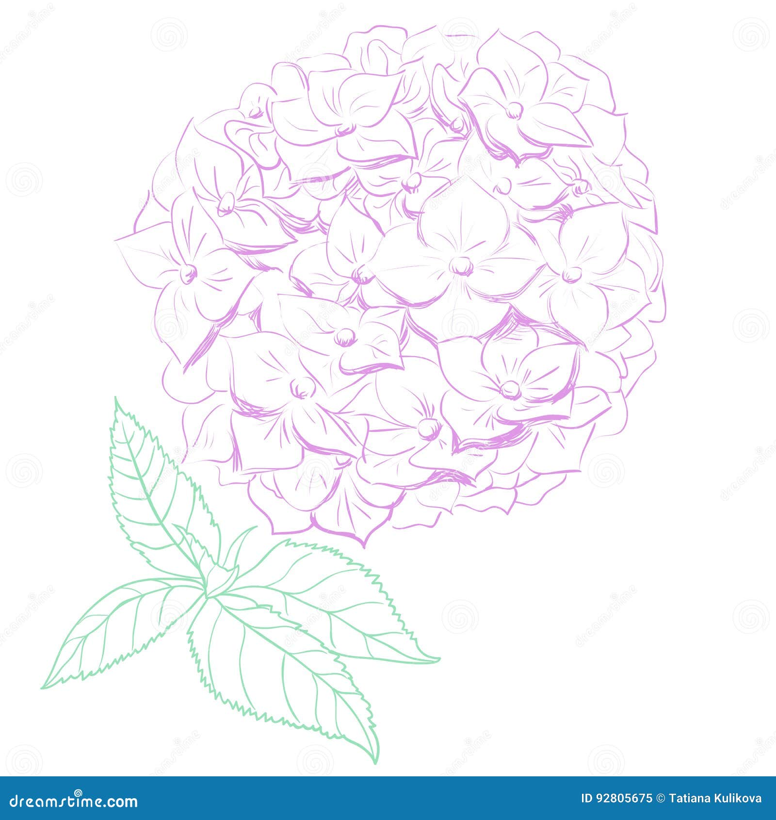 Hydrangea Vector Illustration in Hand Drawing Linear Style. Stock ...