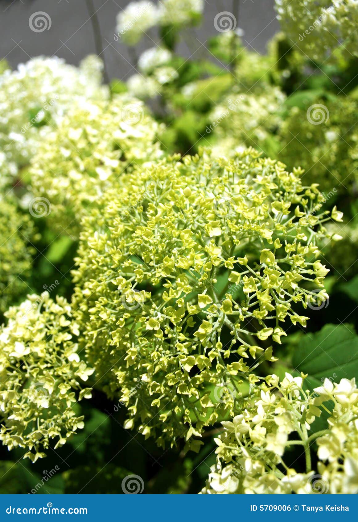 Hydrangea verde foto de archivo. Imagen de mojado, planta - 5709006