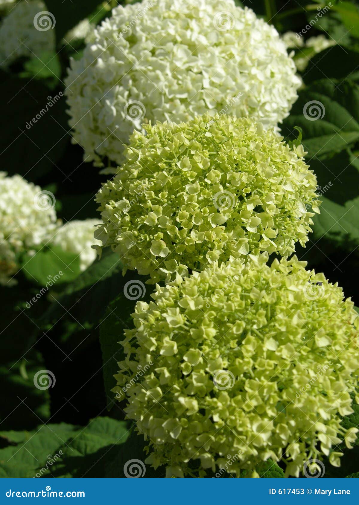 Hydrangea vert image stock. Image du hortensia, fleur, pétales - 617453