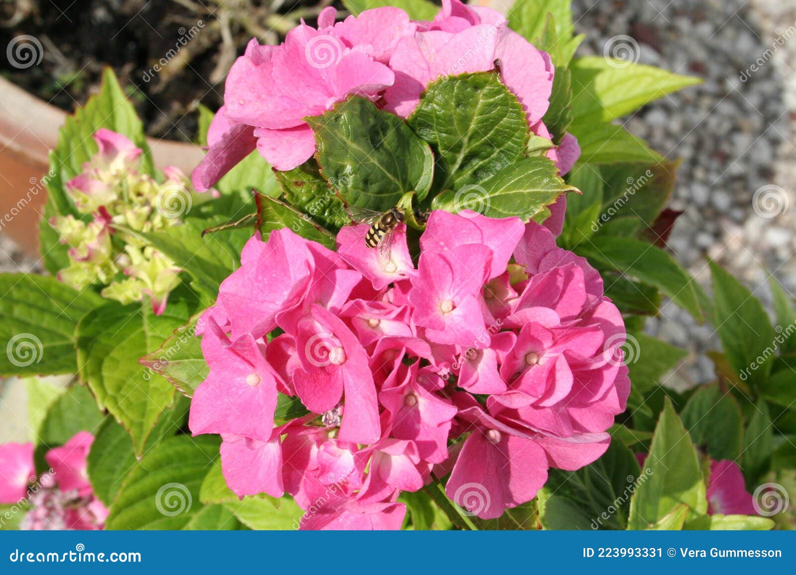 Hydrangea with Visit of Bee Stock Image - Image of beautiful, visit ...
