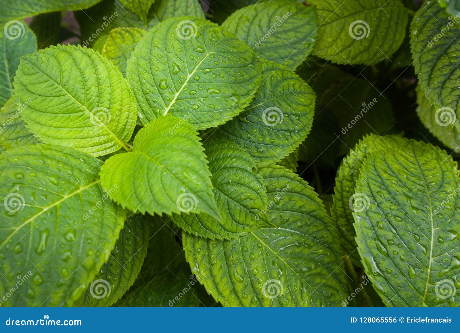 Hydrangea Wallpaper Left Side Stock Photo - Image of foilage, yellow ...
