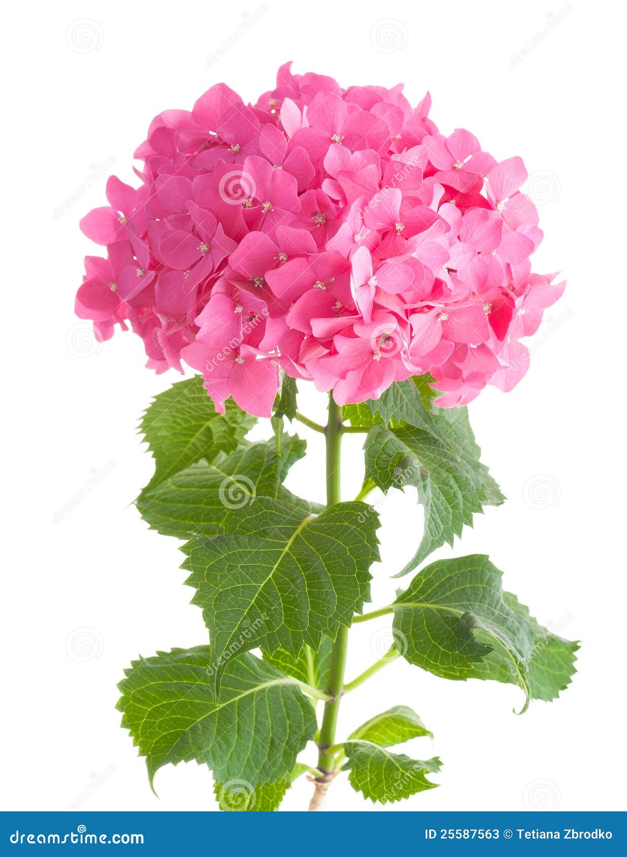 Hydrangea on white stock image. Image of summer, white - 25587563