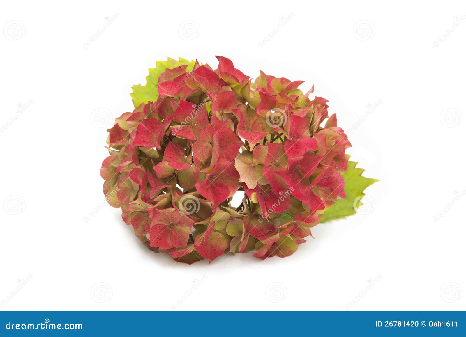 Hydrangea on White Background Stock Photo - Image of attractive ...