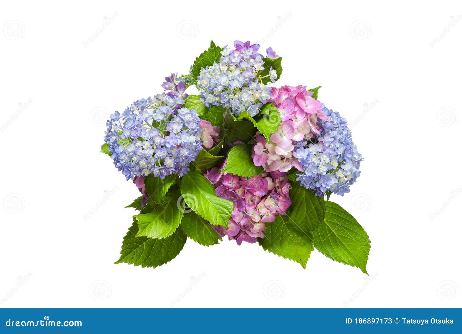 Hydrangea in a White Background Stock Image - Image of flower, seasonal ...