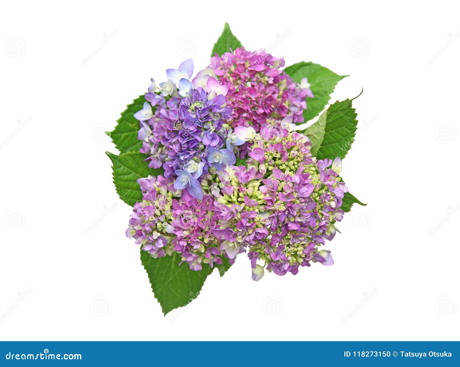 Hydrangea in a White Background Stock Photo - Image of pink, isolated ...