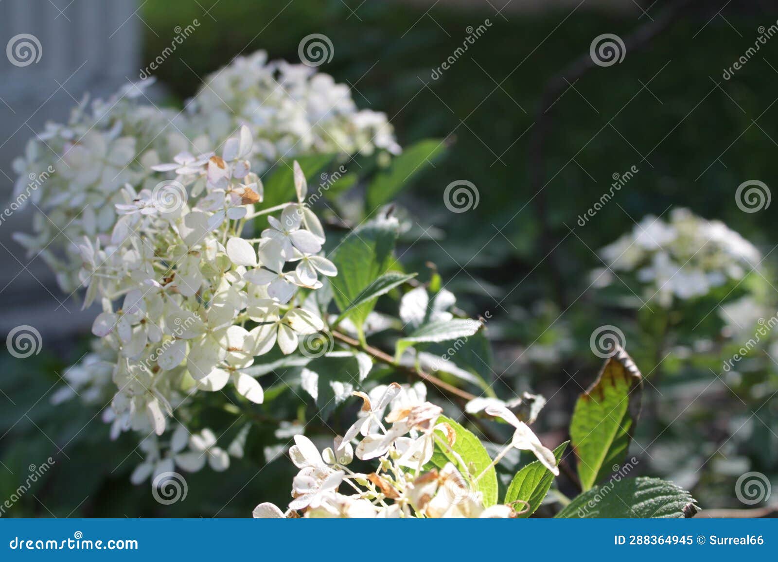 Hydrangea White Flower Lit by the Sun Stock Image - Image of flower ...