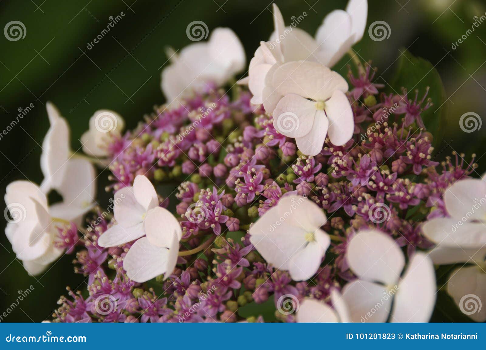 Hydrangea White Lace Cap Flowers Stock Image - Image of photograph ...