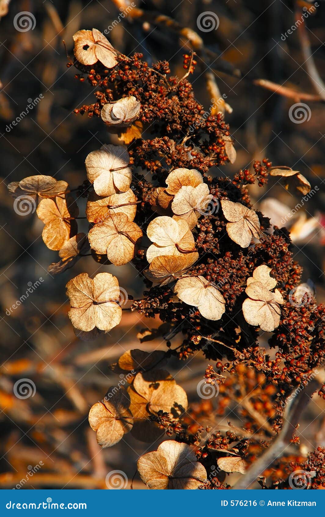 Hydrangea in Winter stock photo. Image of blooms, seed - 576216