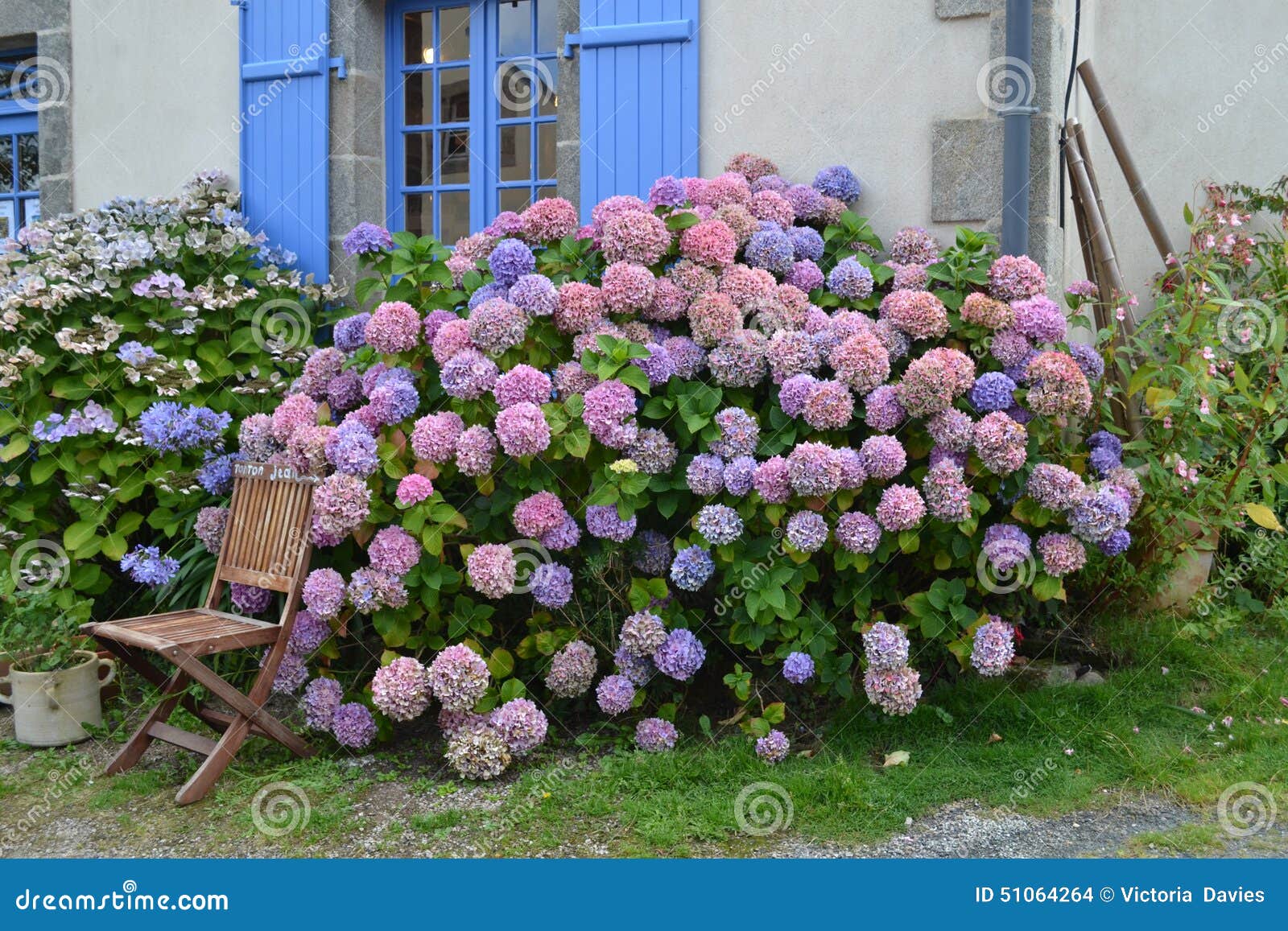 Hydrangea stock photo. Image of pink, chair, window, blue - 51064264
