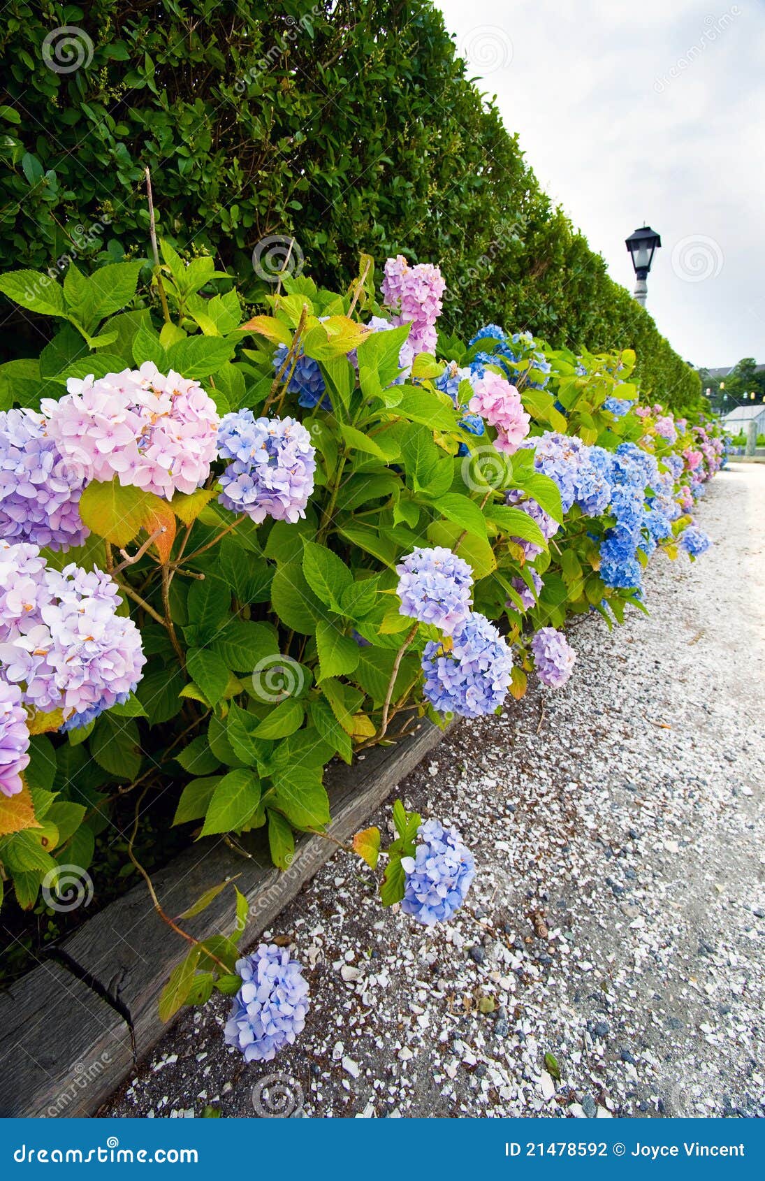 Hydrangeas stock photo. Image of landscaping, nature - 21478592