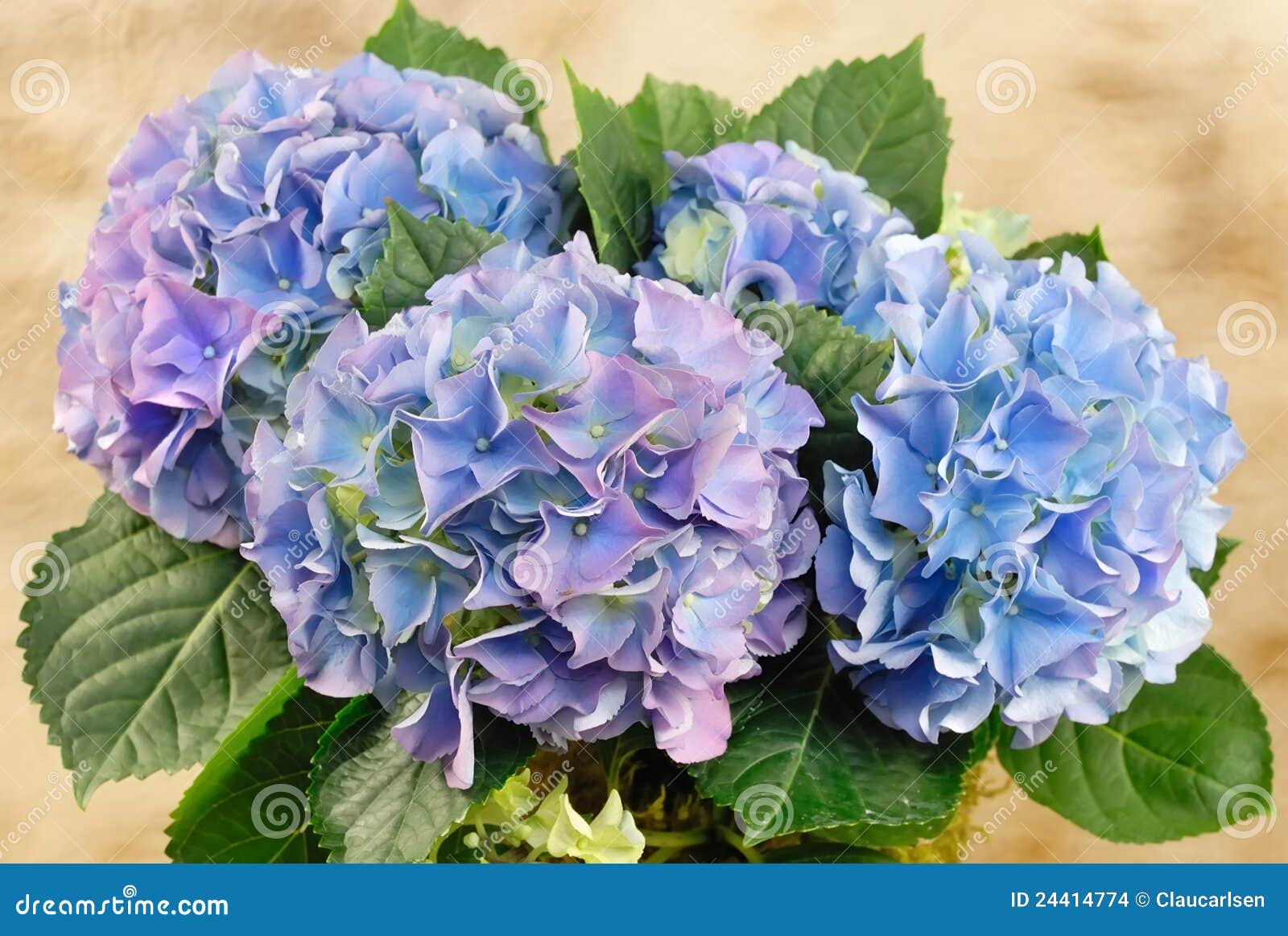Hydrangeas stock photo. Image of spring, green, garden - 24414774