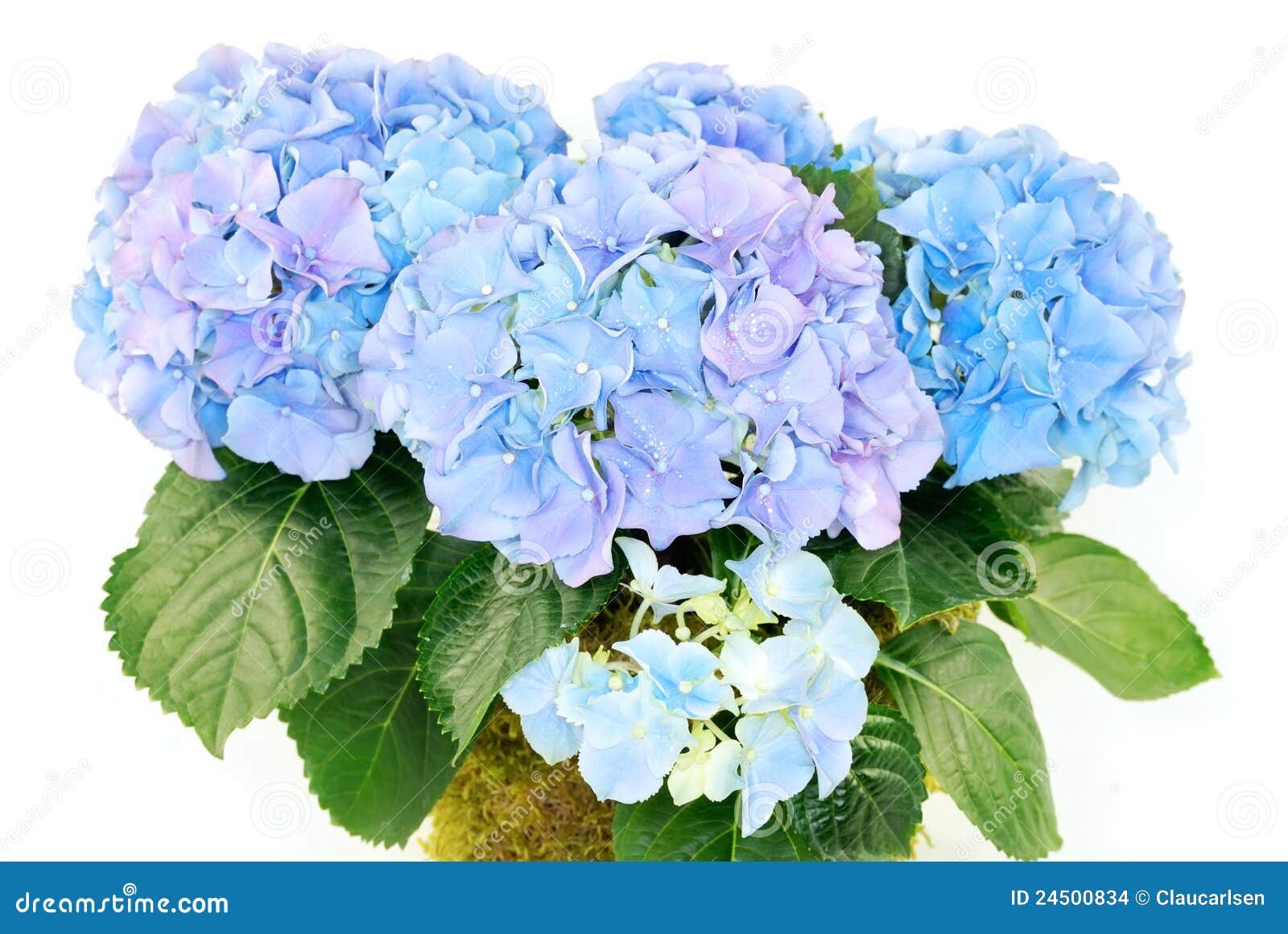 Hydrangeas stock photo. Image of leaves, hydrangea, isolated - 24500834