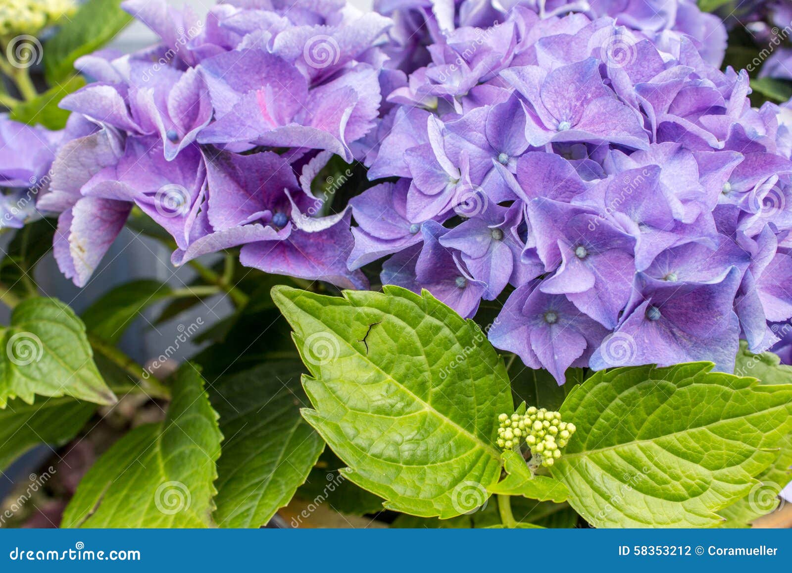 Hydrangeas photo stock. Image du violette, détail, fleur - 58353212