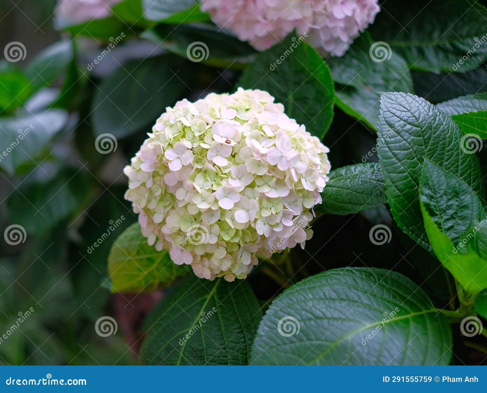 Hydrangeas Bloom in Spring in the Tropics. Stock Image - Image of ...
