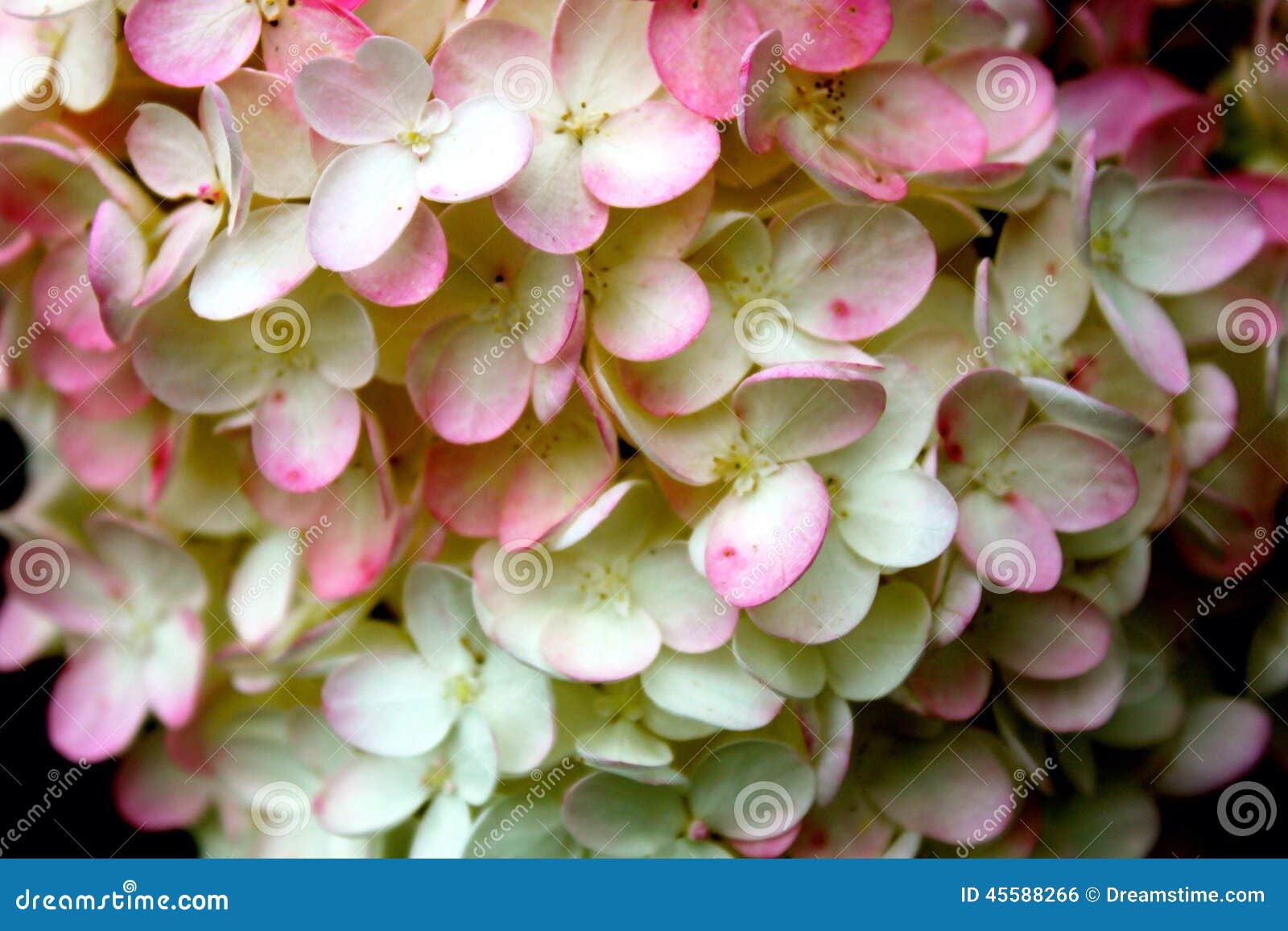 Hydrangeas stock photo. Image of flower, hydrangeas, pink - 45588266