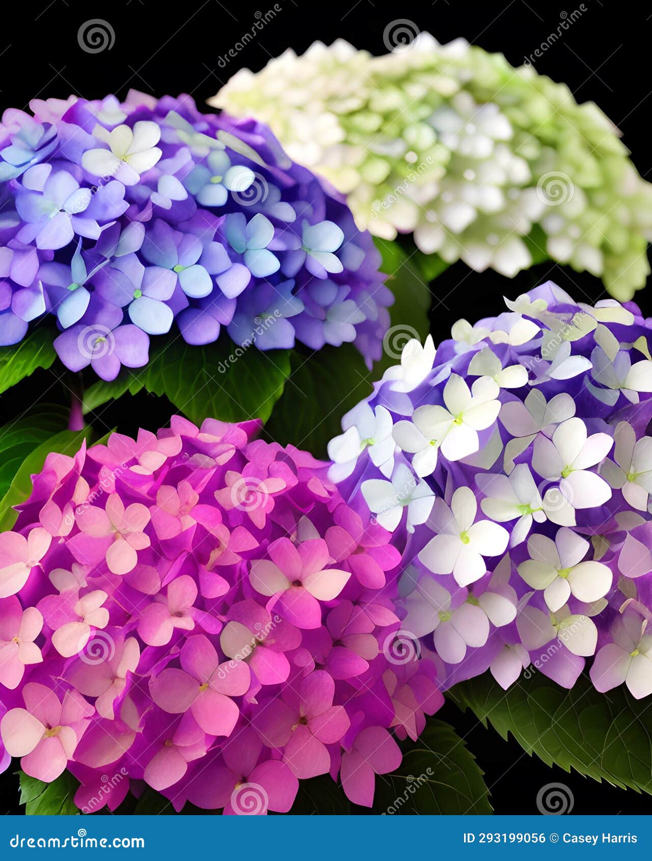 Hydrangeas in Different Colours Stock Illustration - Illustration of ...