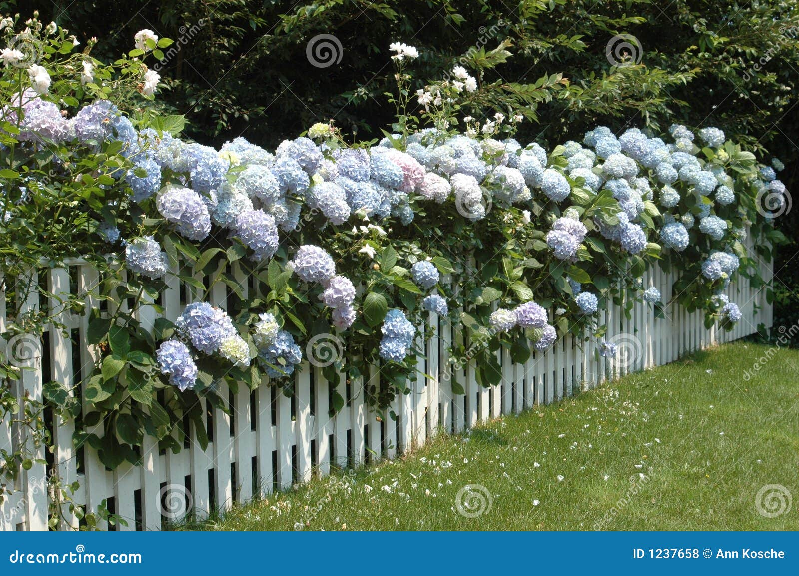 Hydrangeas On A Fence Royalty Free Stock Photos - Image: 1237658