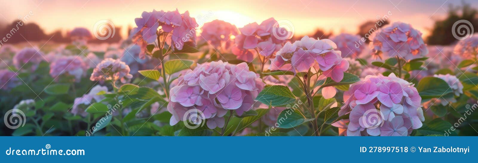 Hydrangeas Field on Blurred Sunrise Background. Banner for Web ...