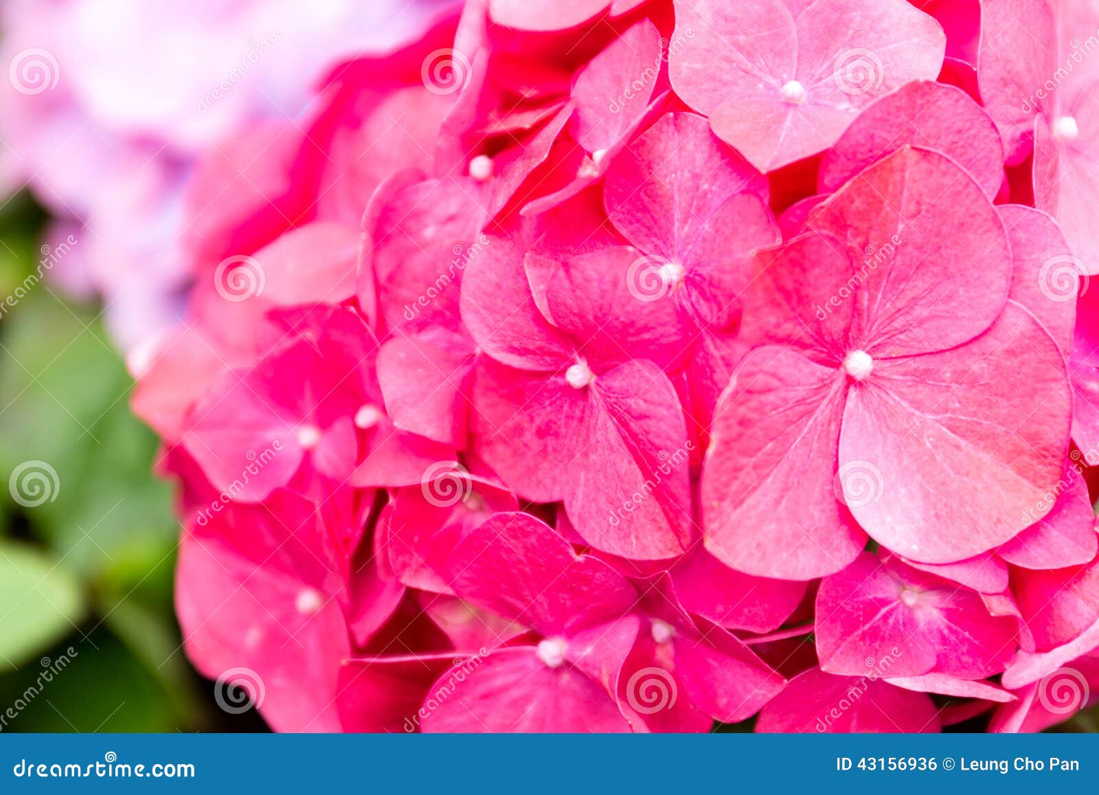 Hydrangeas flower close up stock photo. Image of pink - 43156936