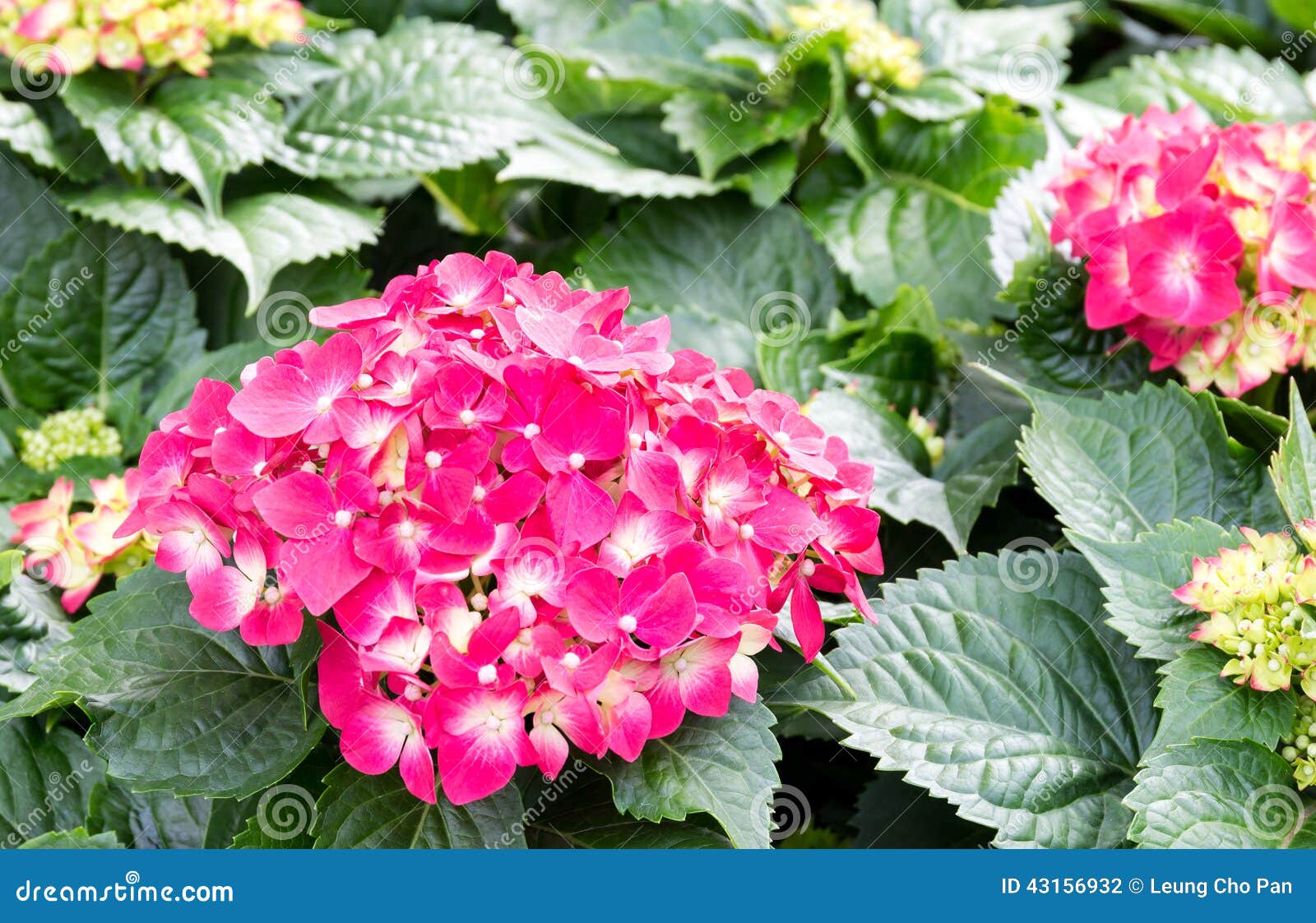 Hydrangeas flower stock photo. Image of japanese, gardening - 43156932