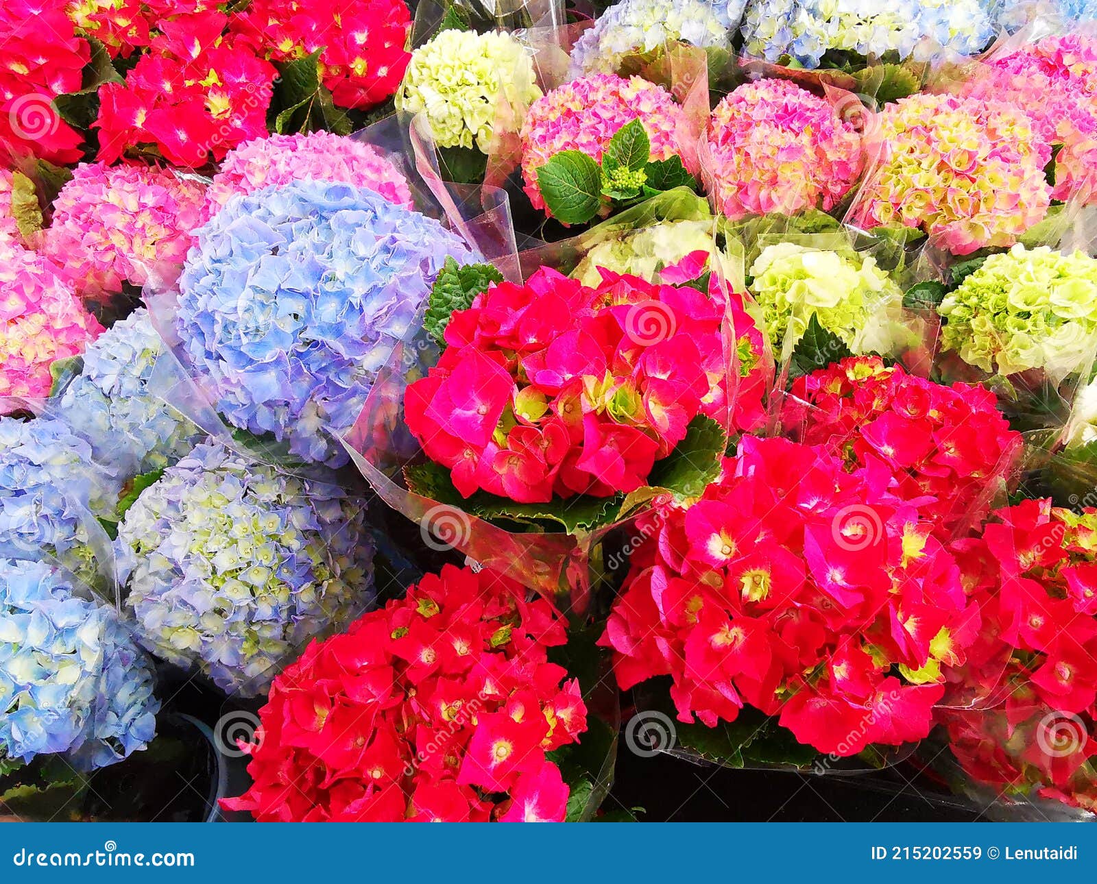 Hydrangeas Flowers - Cellophane Bouquets Stock Image - Image of colors ...