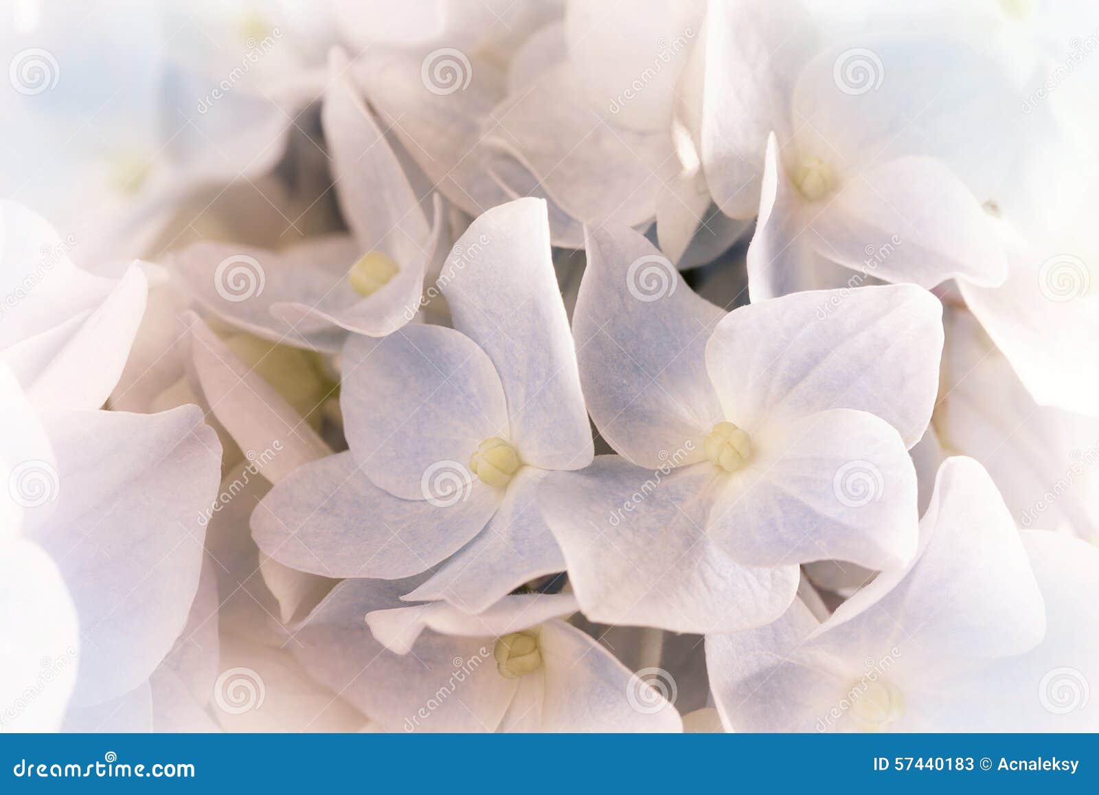 Hydrangeas in Pastel Pink Color Stock Image - Image of blur, greeting ...