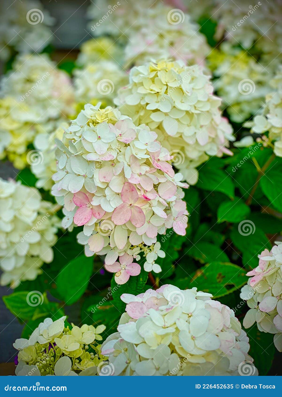 Hydrangeas Pink White Flowers Stock Image - Image of green, hydrangeas ...